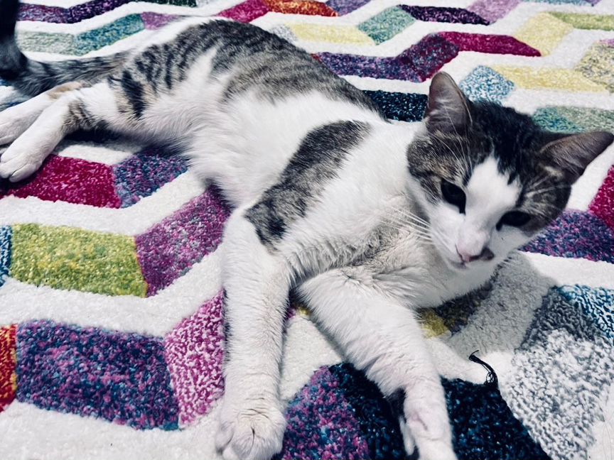 Отдам кота в добрые руки