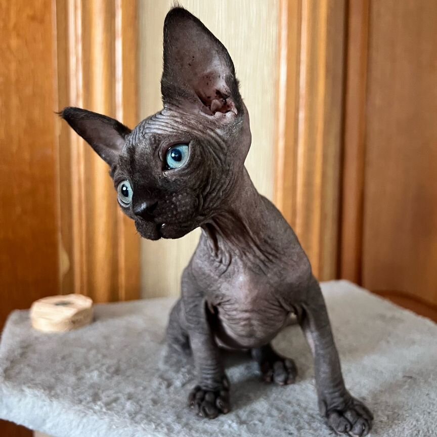 Канадский сфинкс котёнок