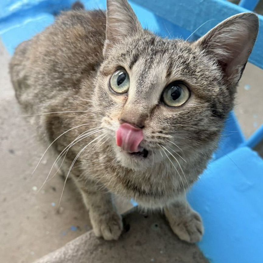 Взрослая, Девочка кошка в добрые руки