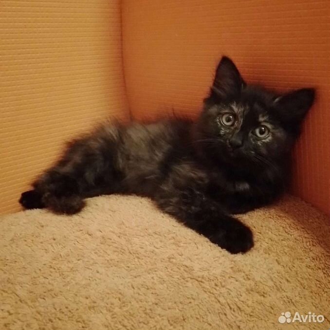 Котенок Пеппи