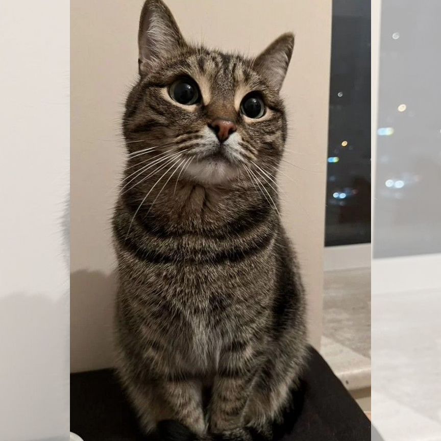 Взрослый кот в добрые руки