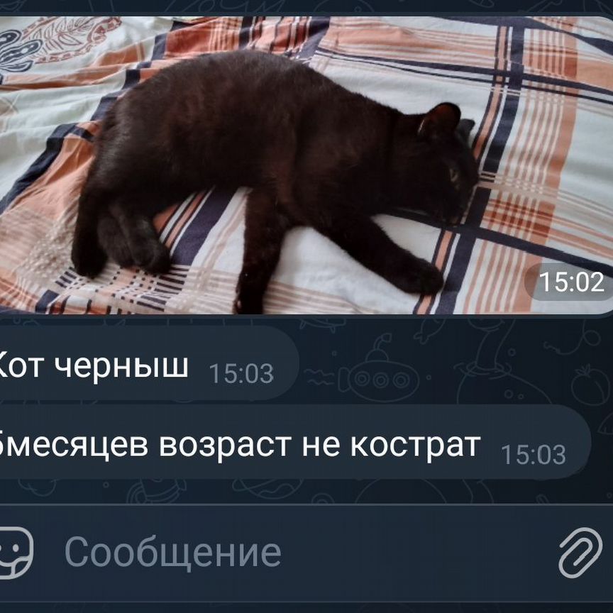 Котёнок в добрые руки