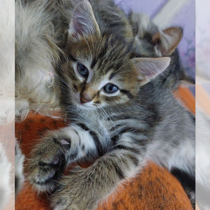 Котёнок