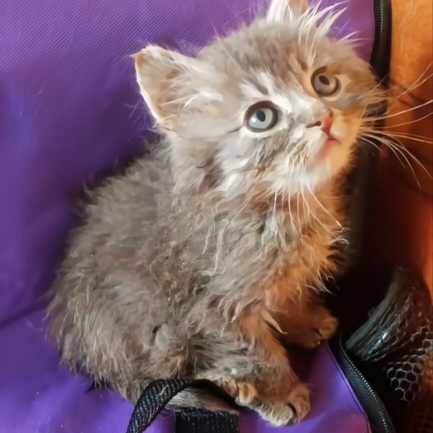Сибирский котёнок