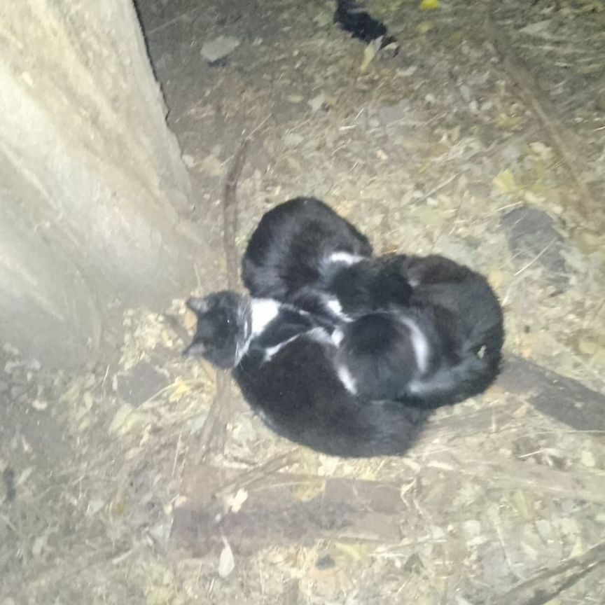 Котята на улице