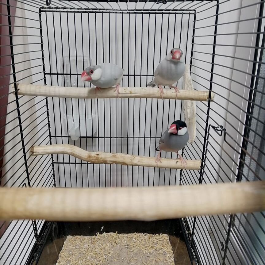 Амадины рисовые самцы