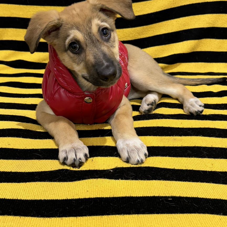 Щенок в добрые руки