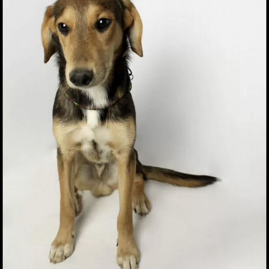 Щенок в добрые руки мальчик