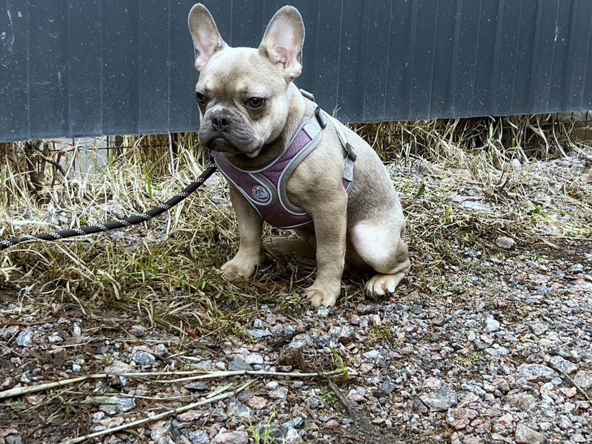 Французский бульдог