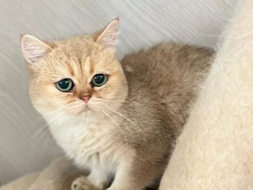 Британский золотой котик