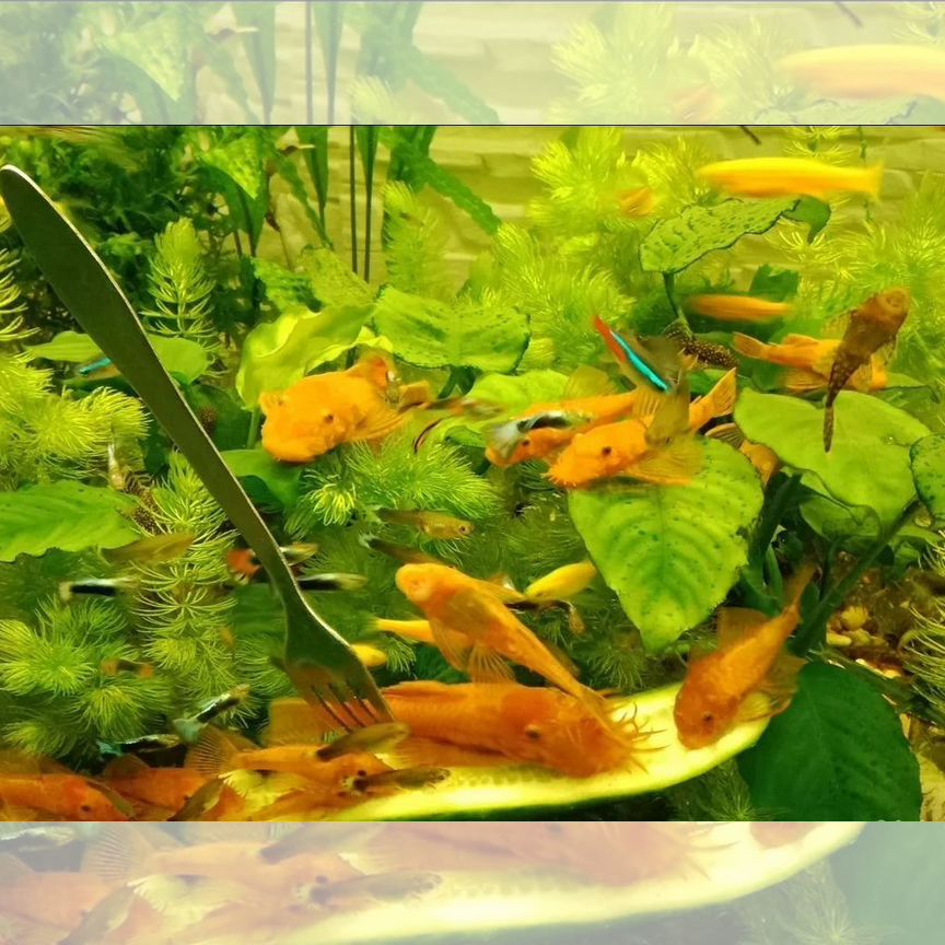 Сомики анцитрус Супер ред