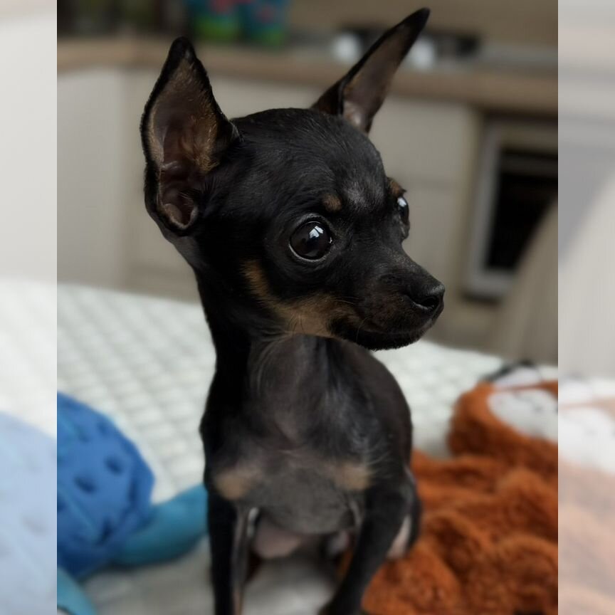 Русский той-терьер, щенок