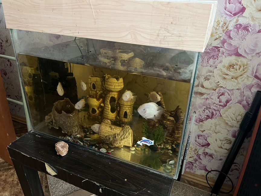 Аквариум с рыбками