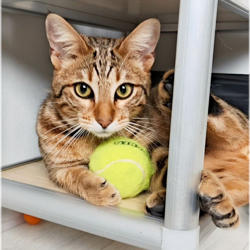 Милейший котик в добрые руки