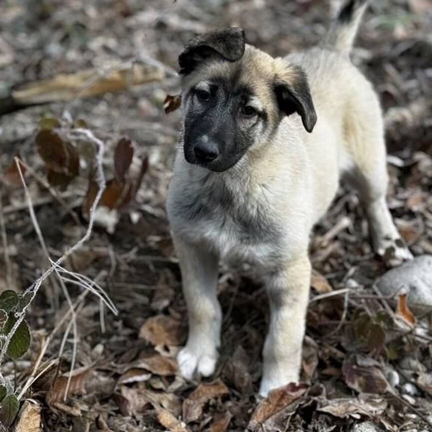 Щенок в добрые руки