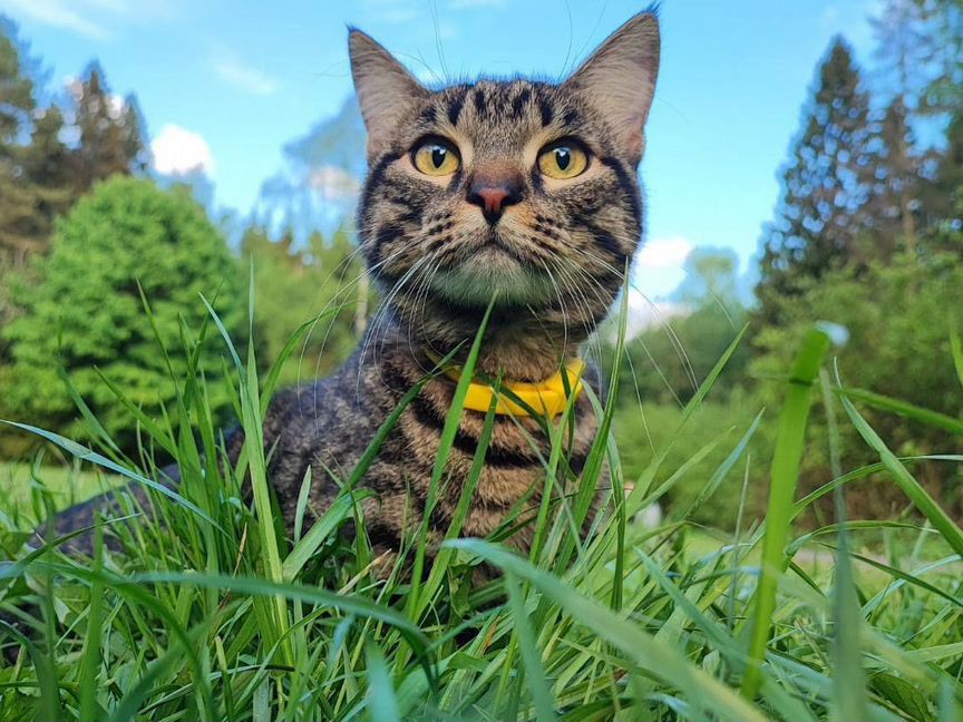 Котик Шушик