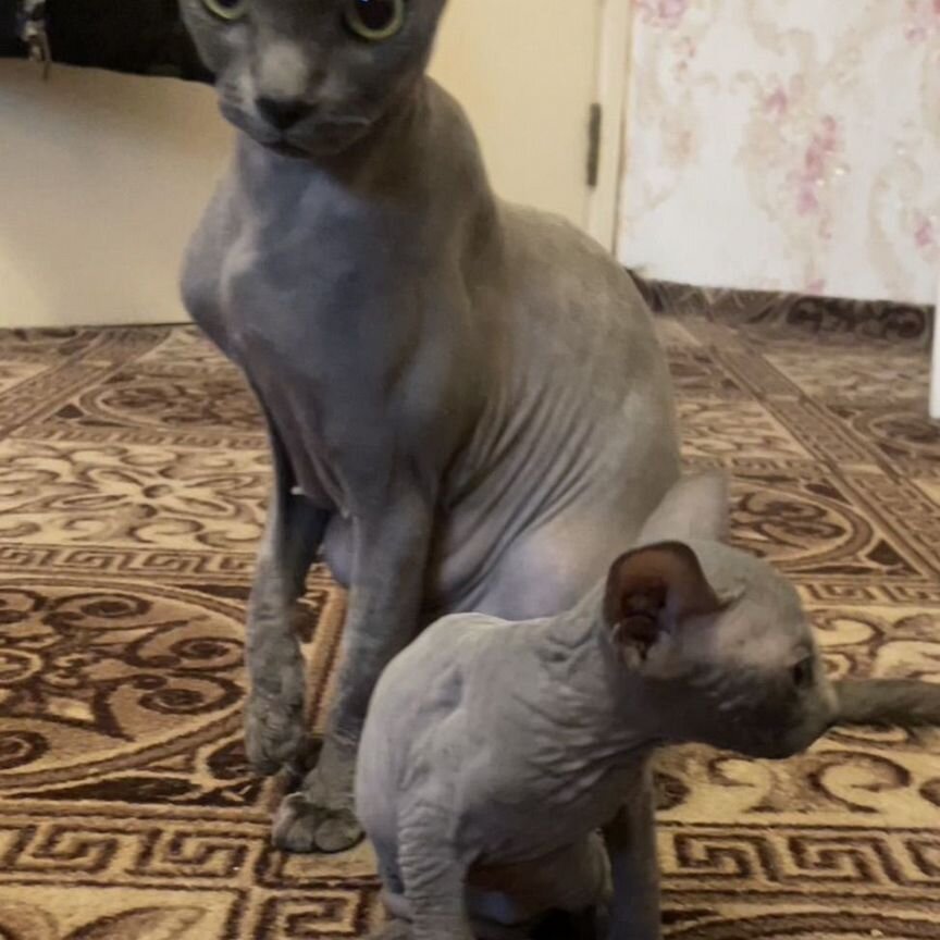 Канадская кошка Сфинкс