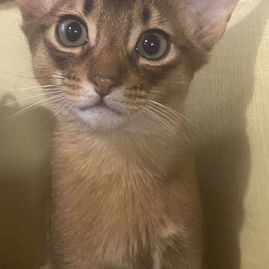 Абиссинский котик