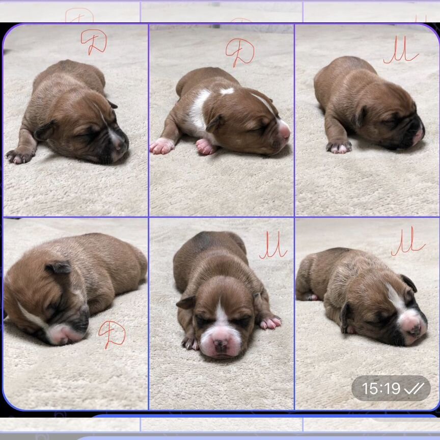 Американский стаффордширский терьер, щенок