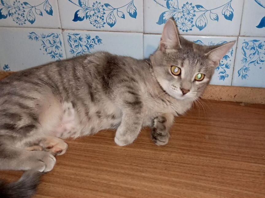 Котенок, девочка, подросток, в добрые руки