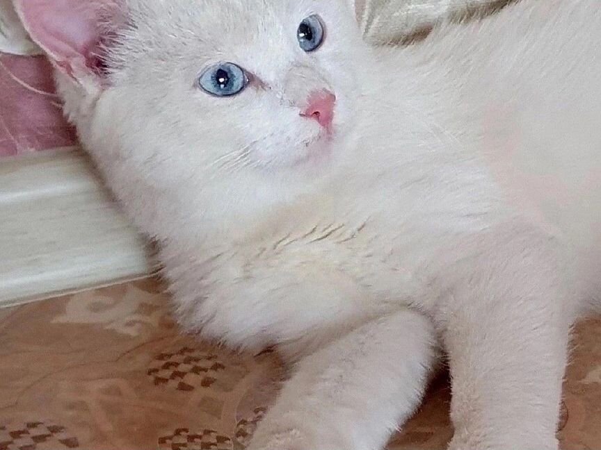 Красавчик котик Сахарок ищет Дом