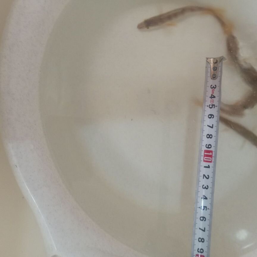 Окунь для аквариума