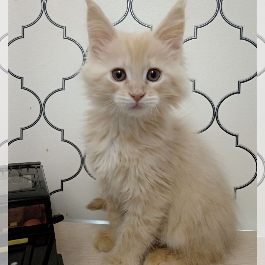 Мейн-кун мальчики