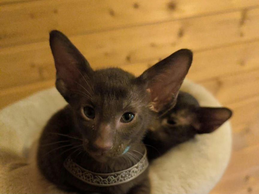 Ориентальный котёнок
