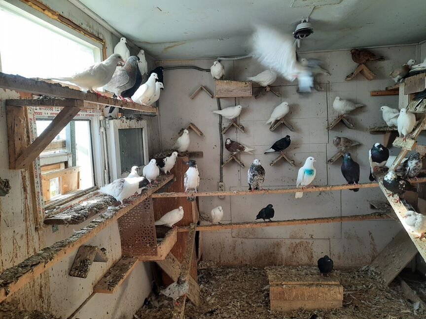 Продажа бакинских голубей