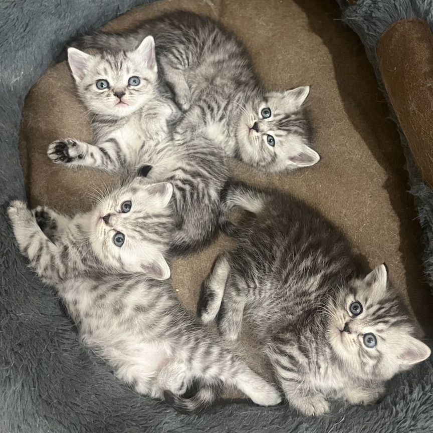 Шотландский прямоухий короткошёрстный котёнок