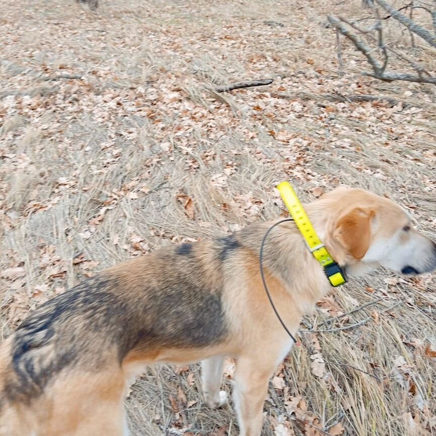 Охота. Русская Гончая