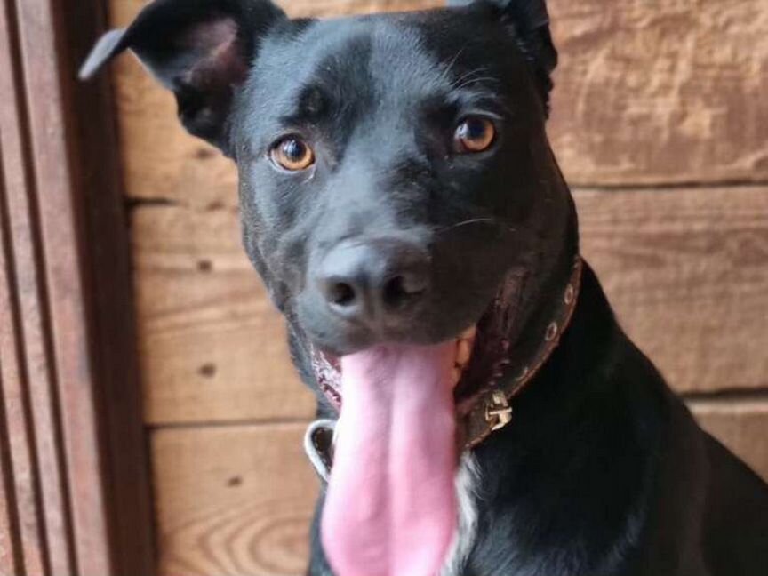 Пёс из приюта как щенок