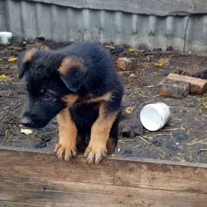 Немецкая овчарка