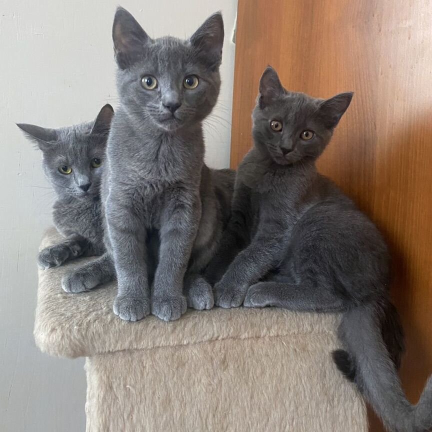 Котята русской голубой в добрые руки