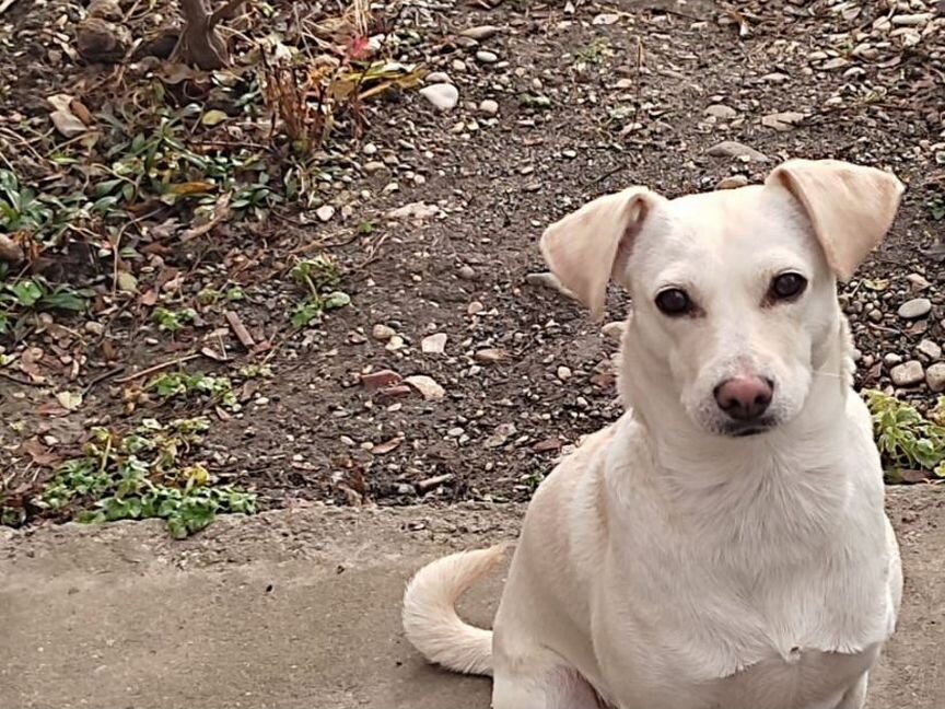 Девочка стерилизована хозяйка заболела