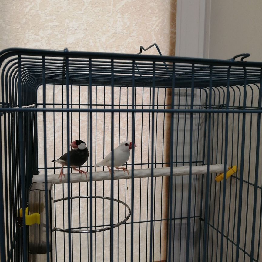 Амадины(рисовки)