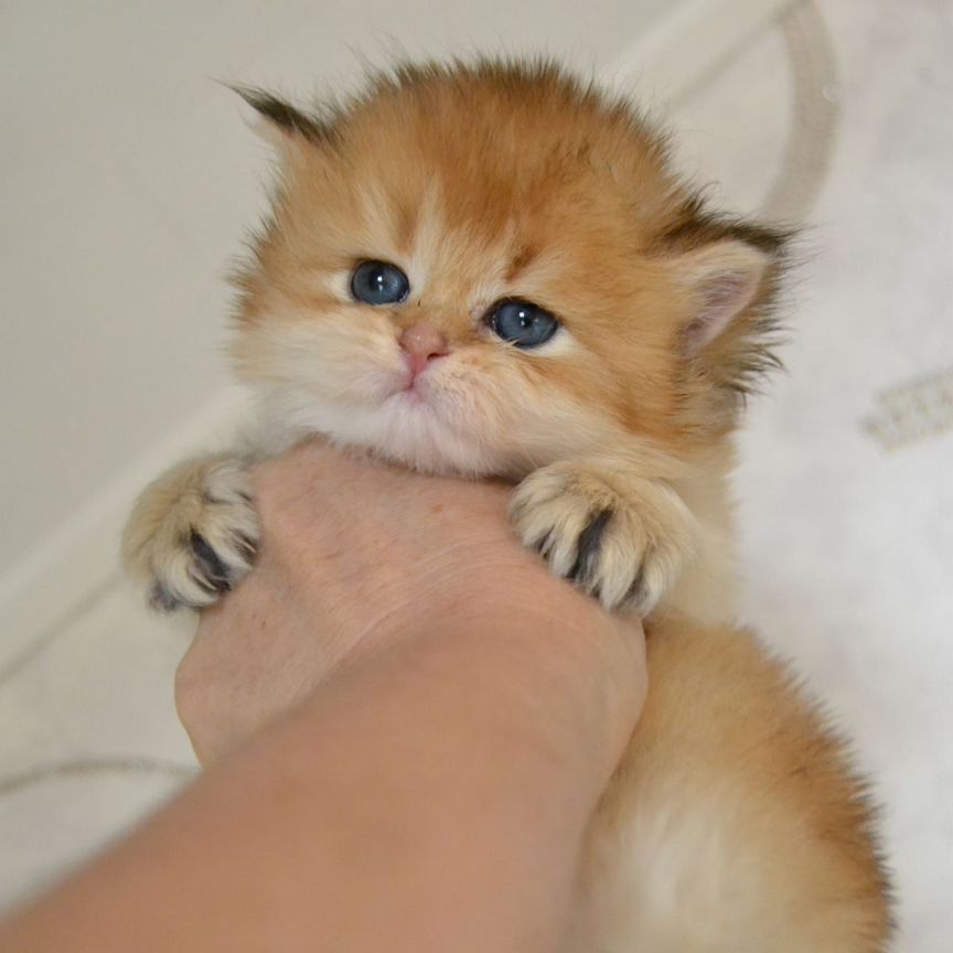 Котенок золотая шиншилла