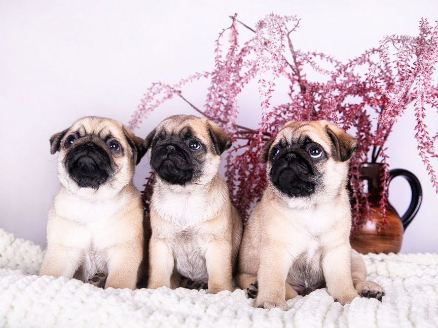 Щенки мопса