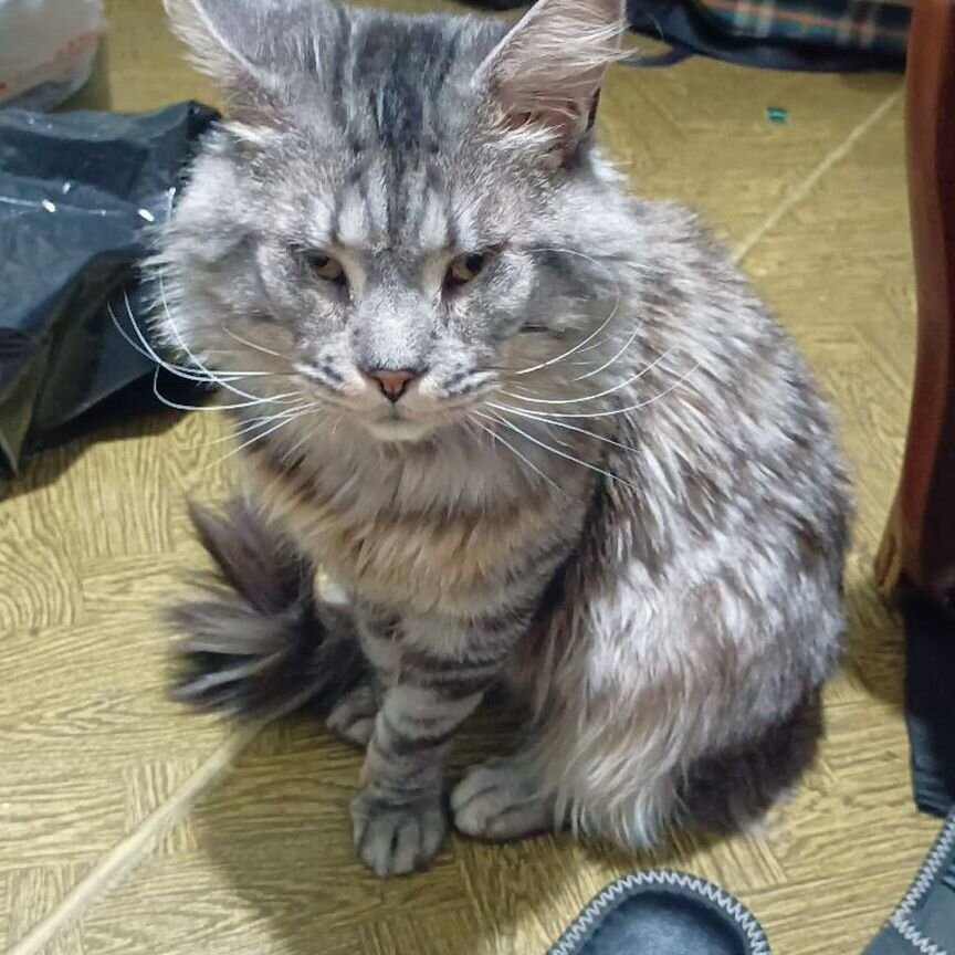 Кот Метис - Мейн кун