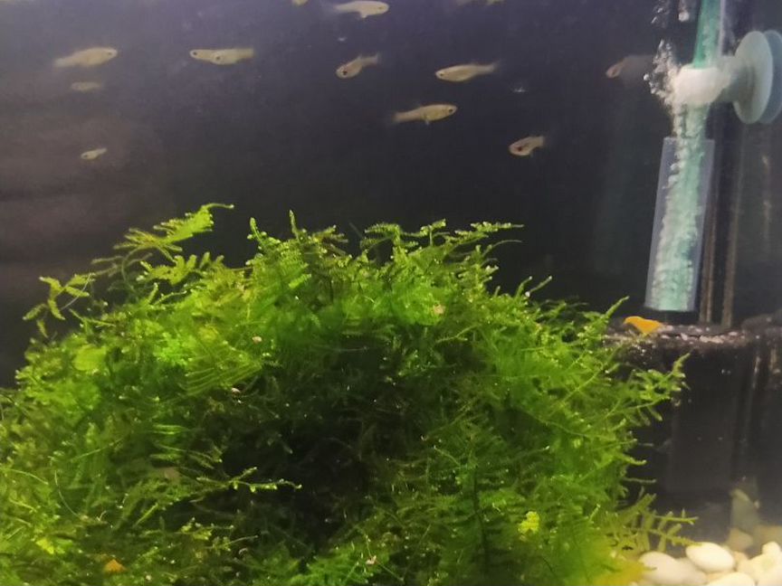 Гуппи эндлера