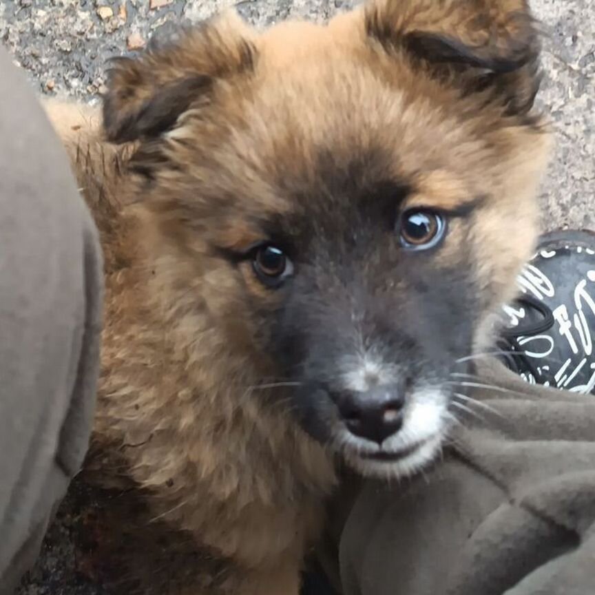 Немецкая овчарка, щенок