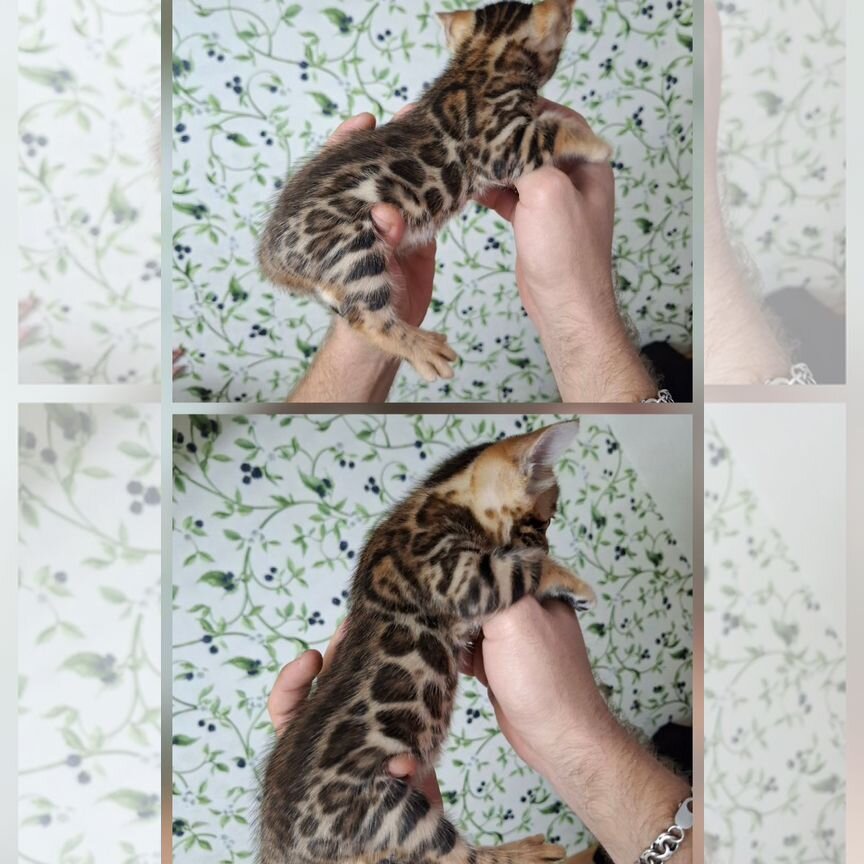 Бенгальские котята