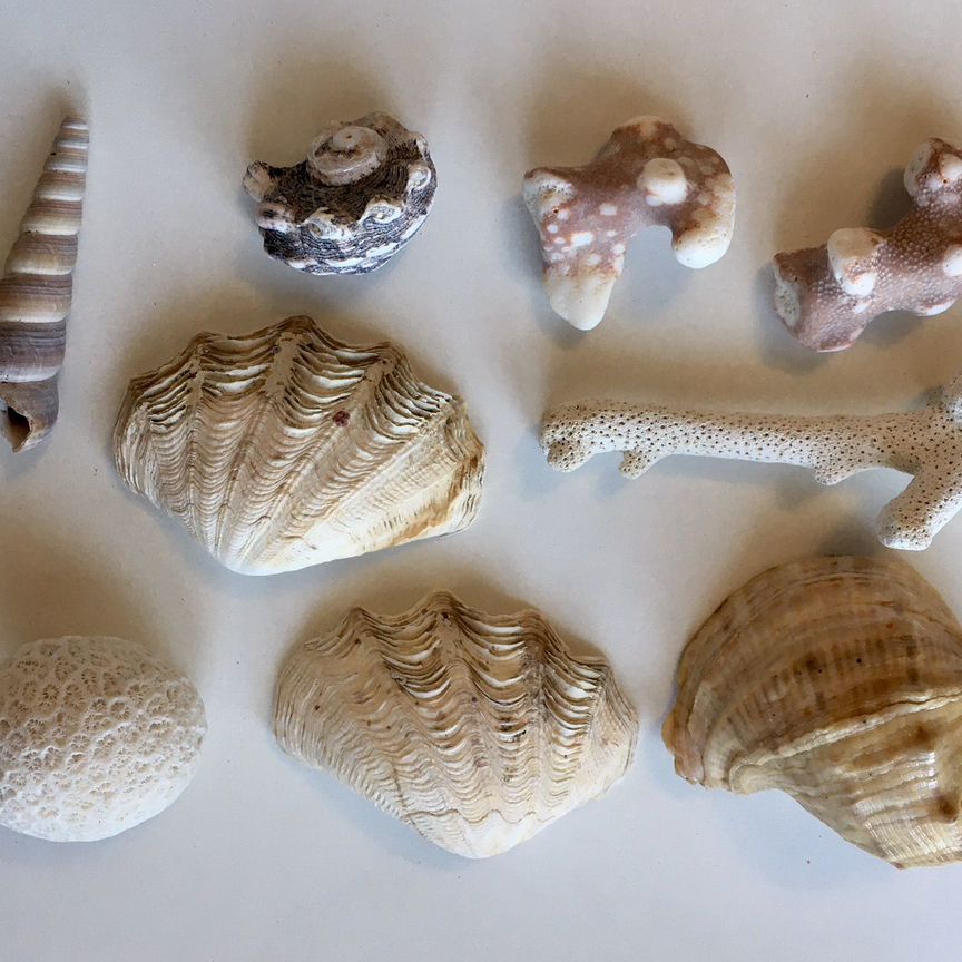 Ракушки морские кораллы