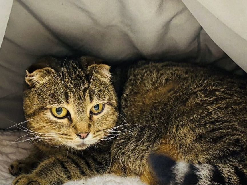 Шотландская вислоухая кошка добрые руки