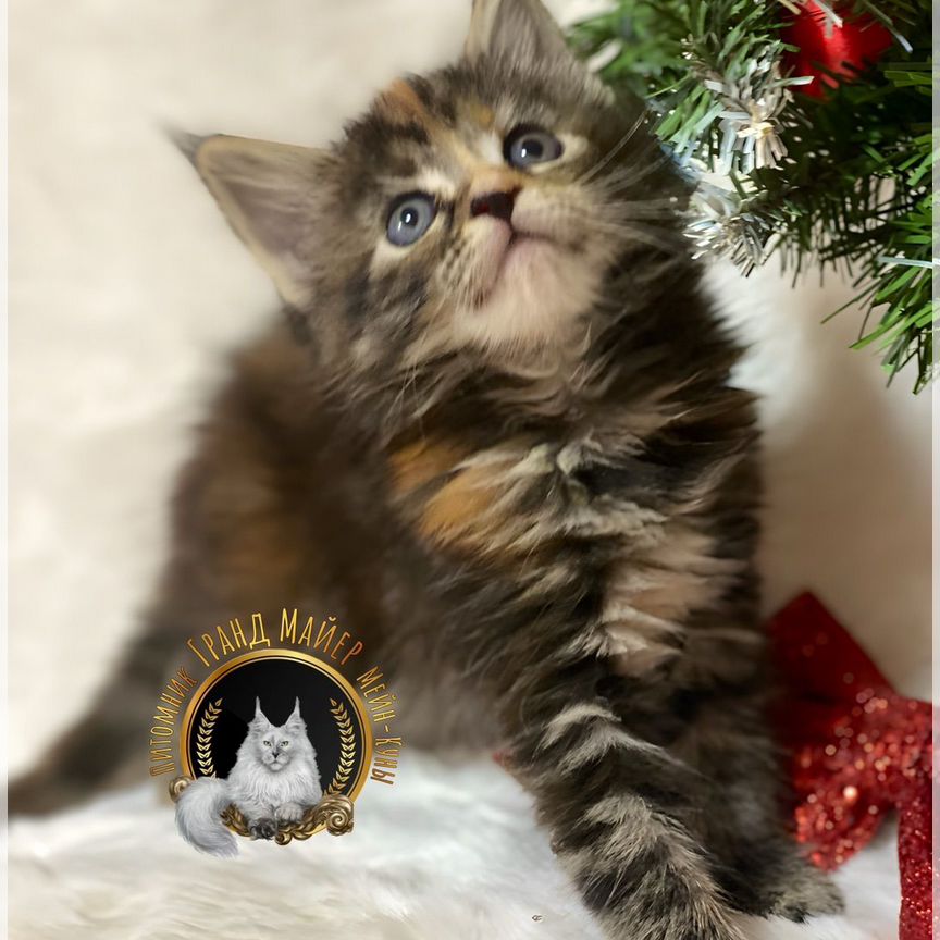 Мейн-кун котёнок