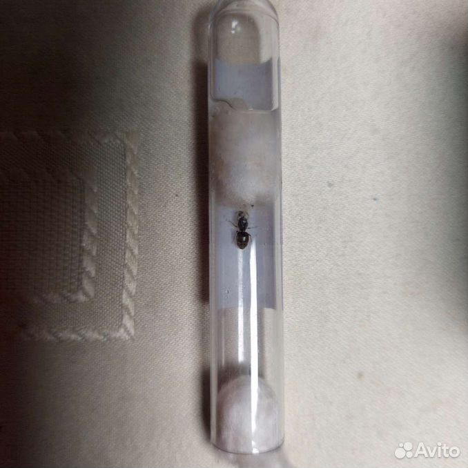 Жолтые полевые мурави (Lasius flavu)