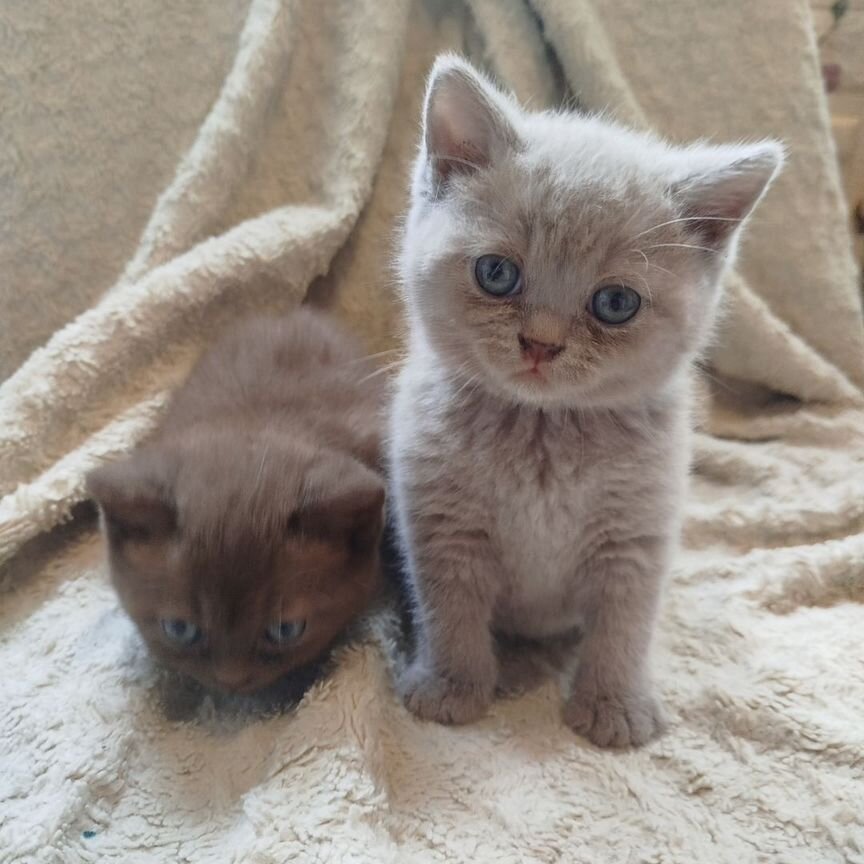 Британские котята