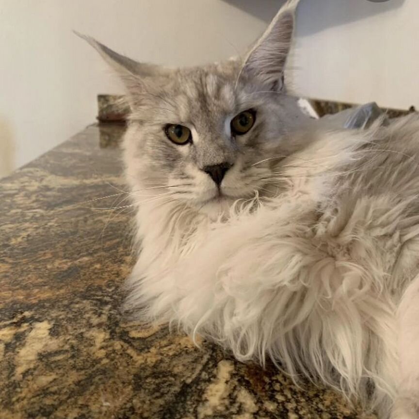 Мейн-кун котёнок