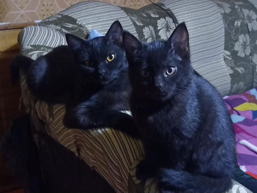 Пркрасная Багира в дар