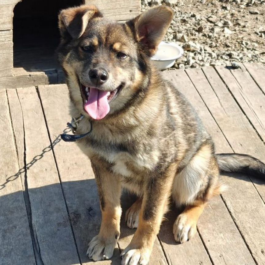 Щенок в добрые руки